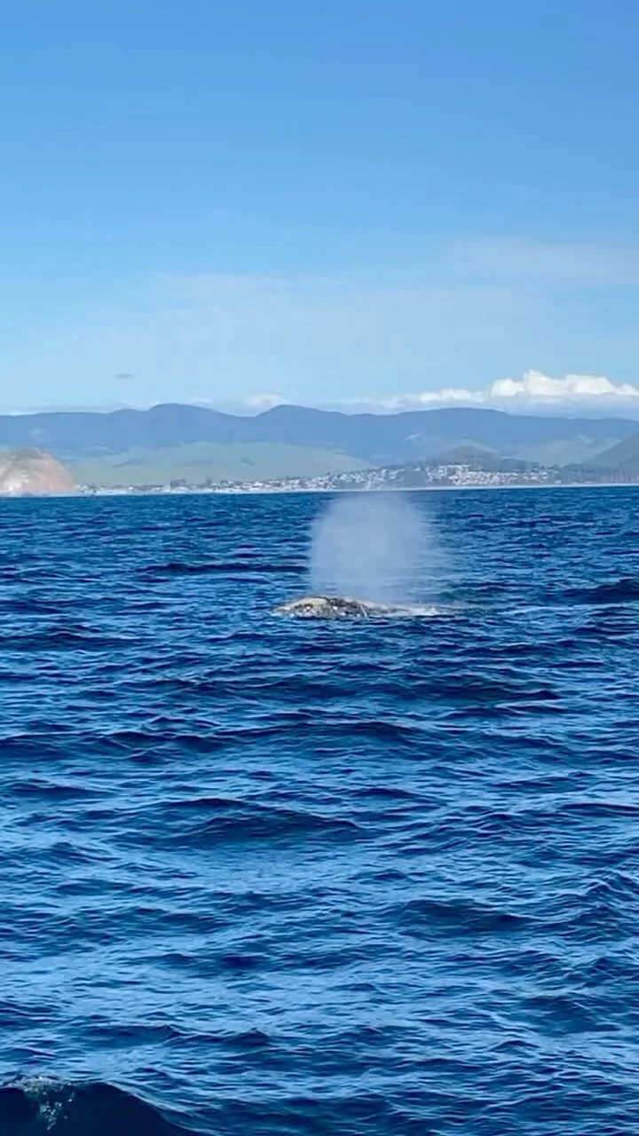 Morro Bay Whale Watching