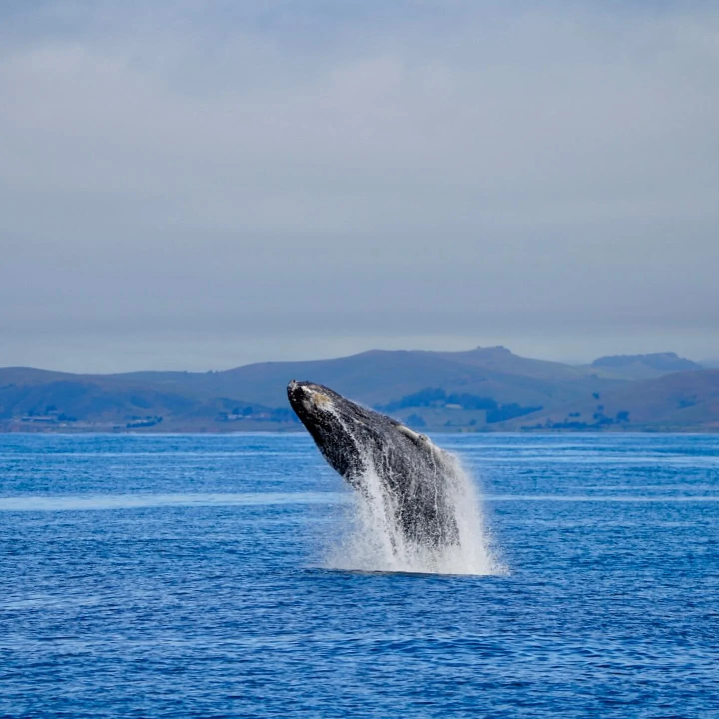 Morro Bay Whale Watching
