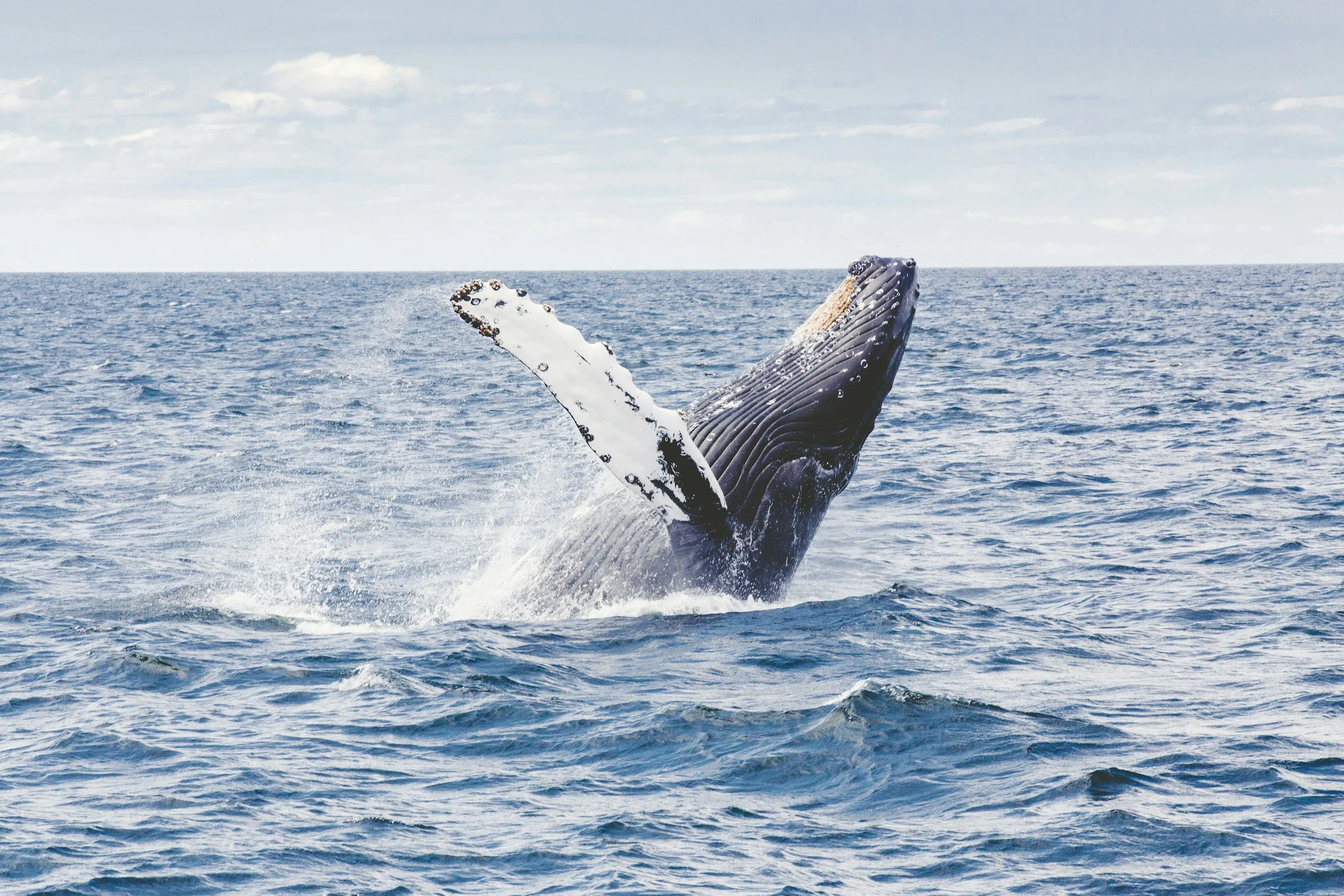 Morro Bay Whale Watching, Sub Sea Tours & Kayaks
