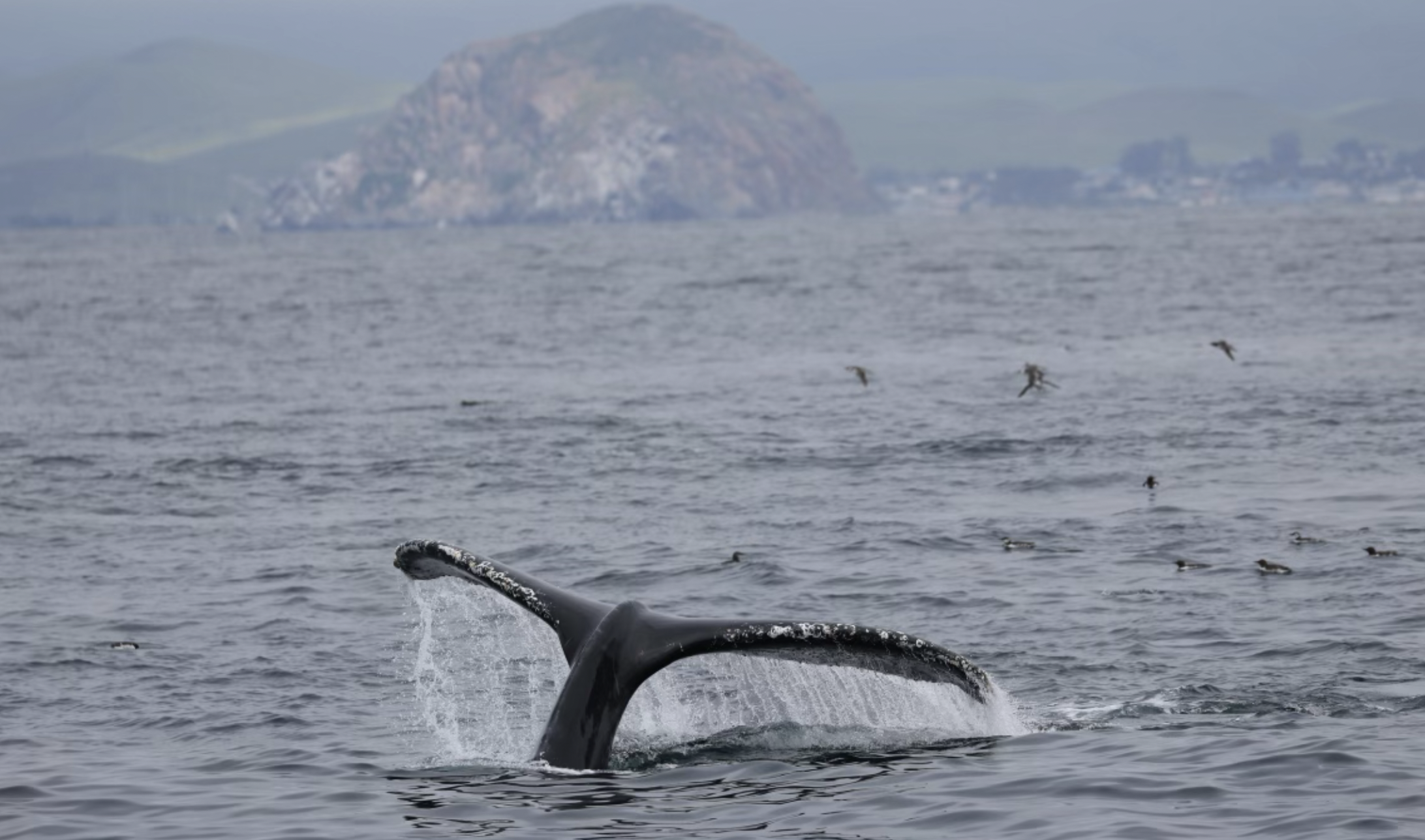 Amazing Humpback Whale Behaviors: Breaching, Fluking, and Lunge Feeding Explained — Morro Bay ...