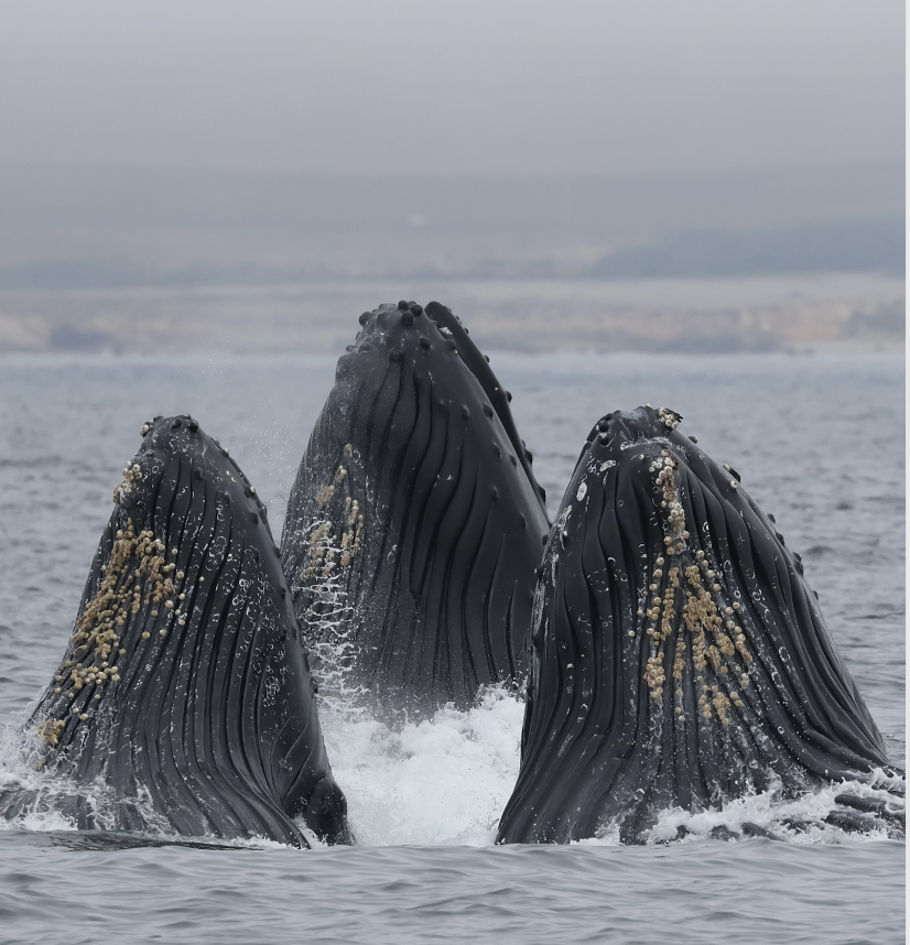 Amazing Humpback Whale Behaviors: Breaching, Fluking, and Lunge Feeding ...
