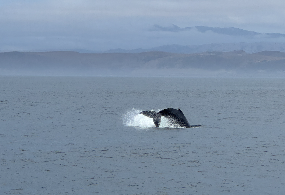 Amazing Humpback Whale Behaviors: Breaching, Fluking, and Lunge Feeding ...