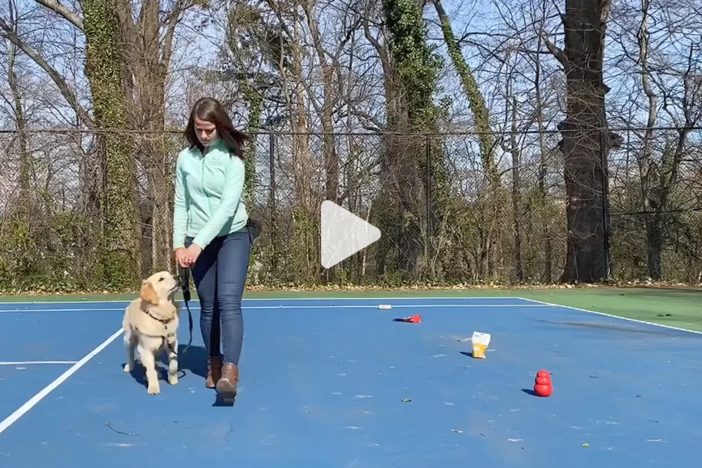 What Is Capturing In Dog Training