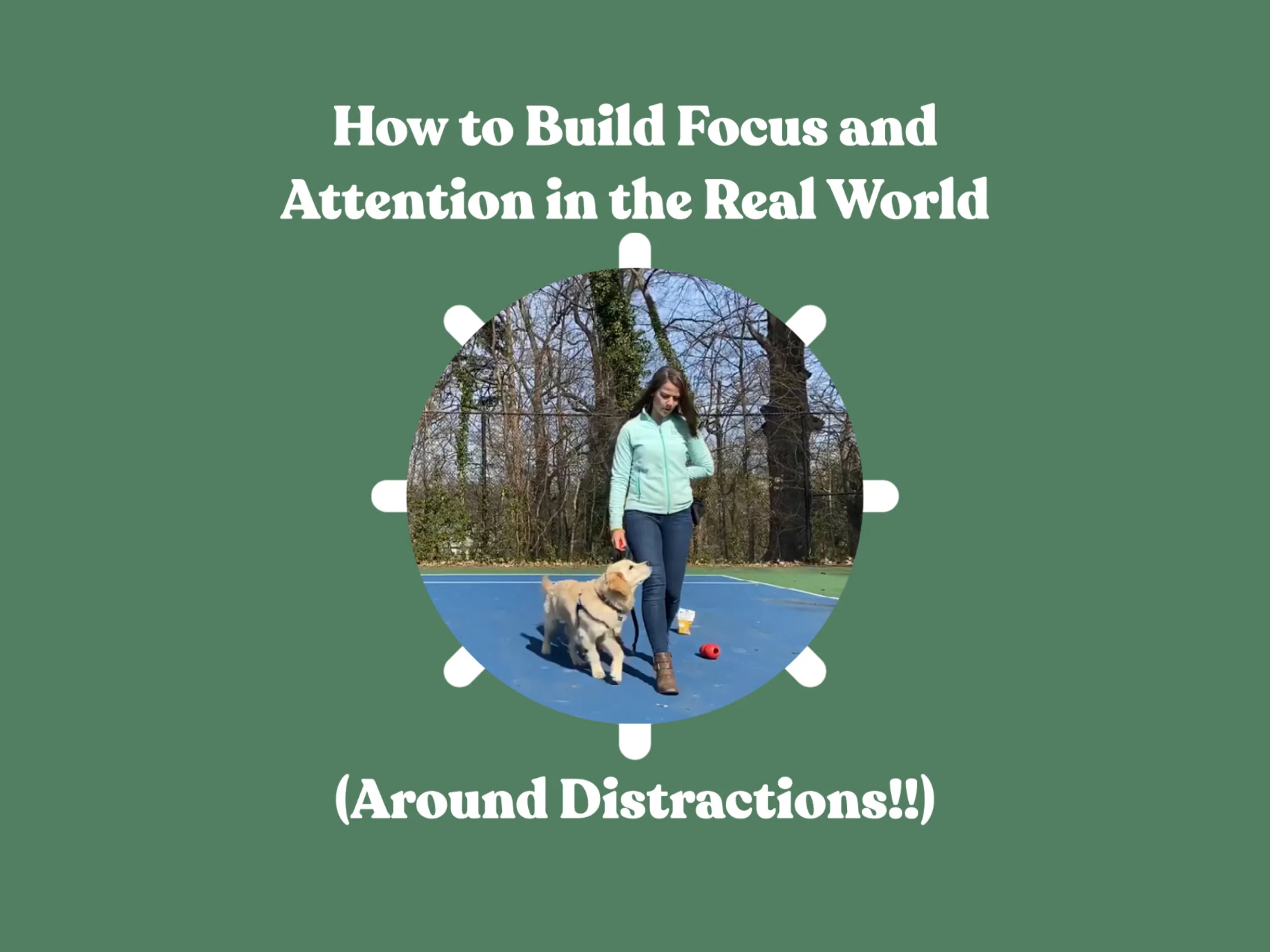 How To Get And Keep A Dog Focus On You