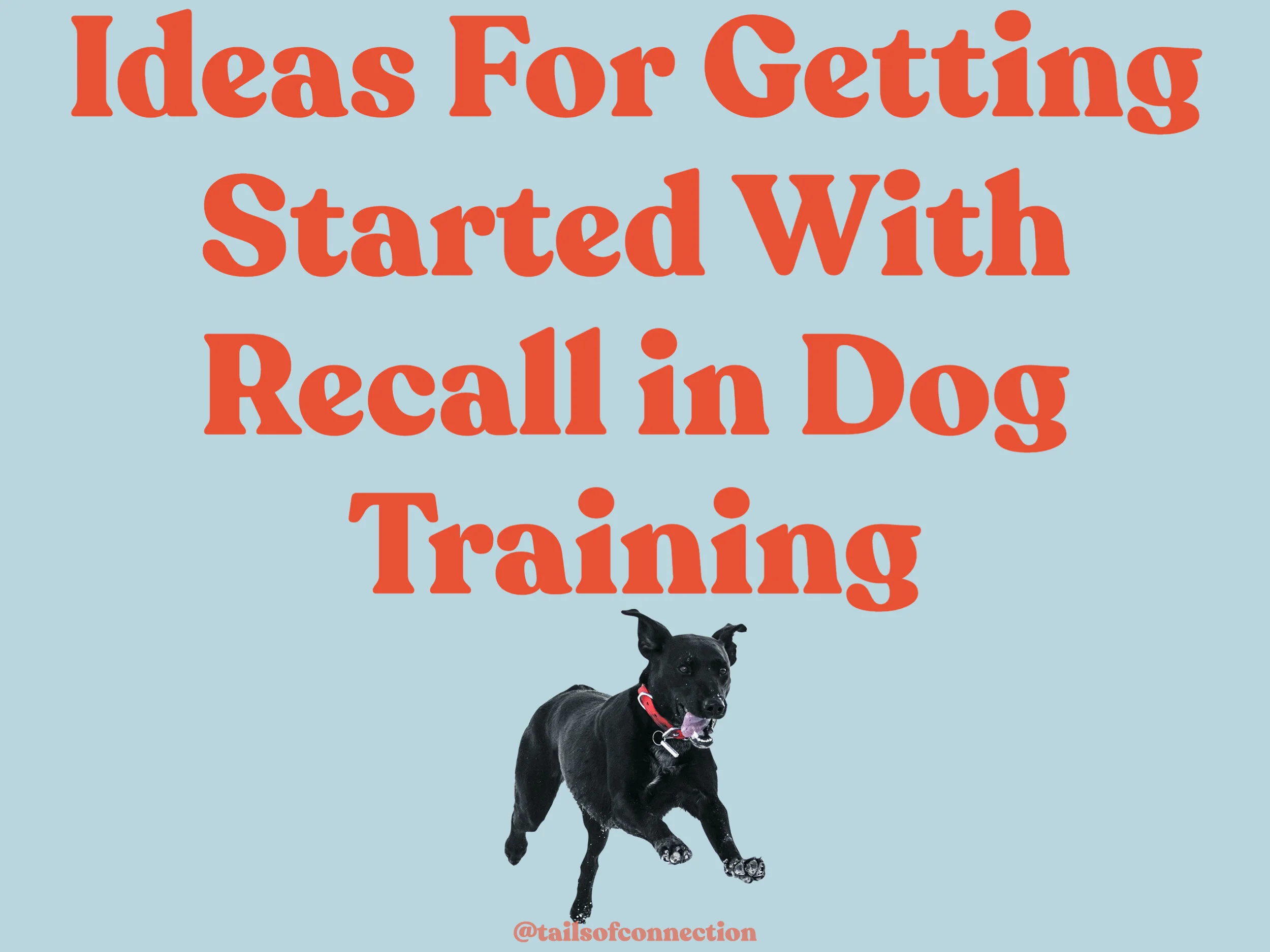 What Is A Dogs Recall