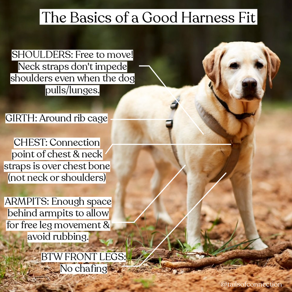Guide: How Should a Harness Fit on a Dog and More — Tails of Connection ...