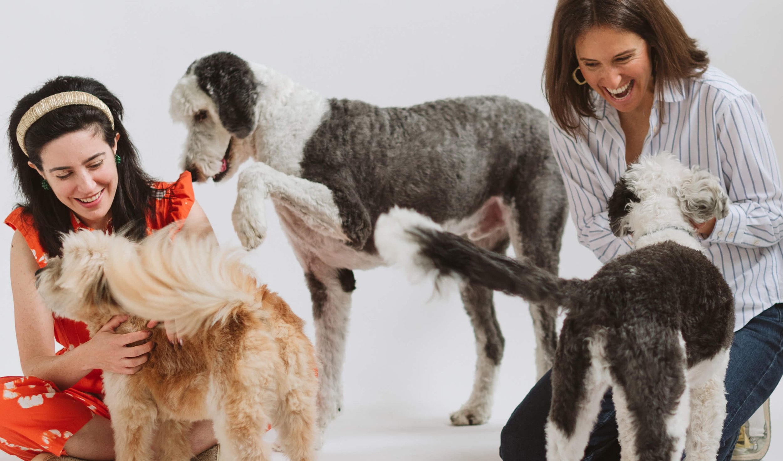 Tails of Connection - How to connect with my dog, online dog training ...
