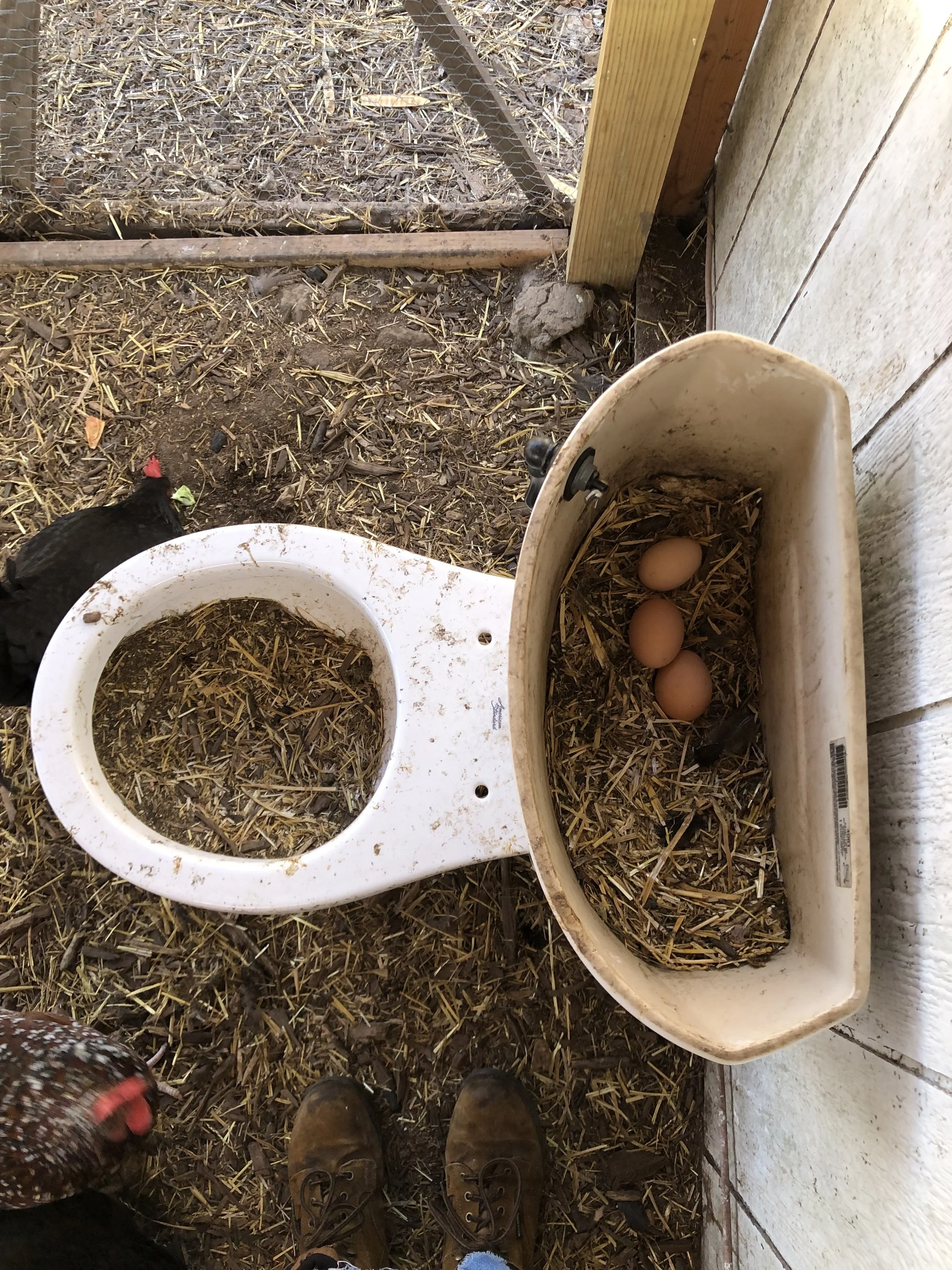 Urban Homesteading — The John Paul II Catholic Worker Farm