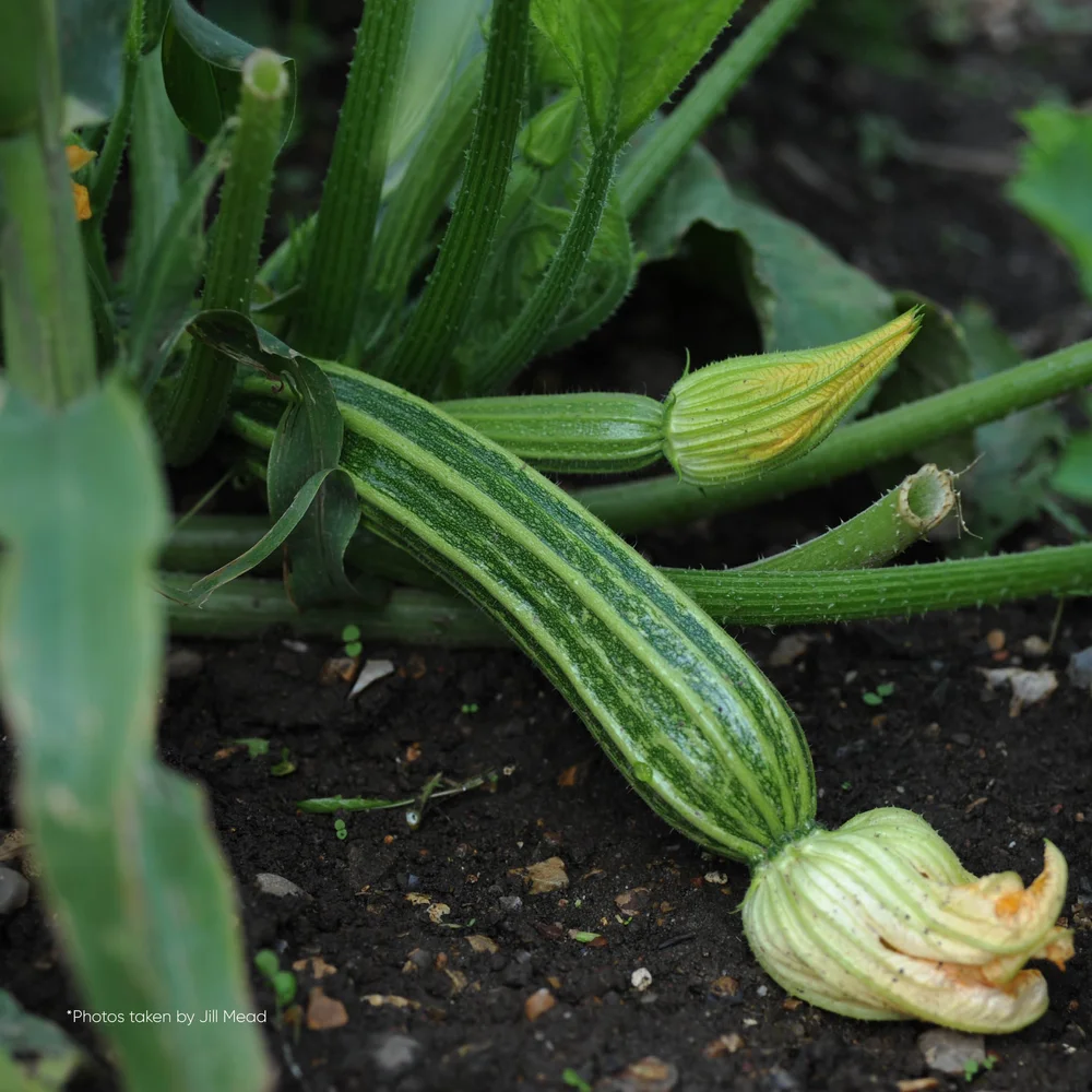 Best In Season - July - written by Chef Consultant, Celia Brooks ...