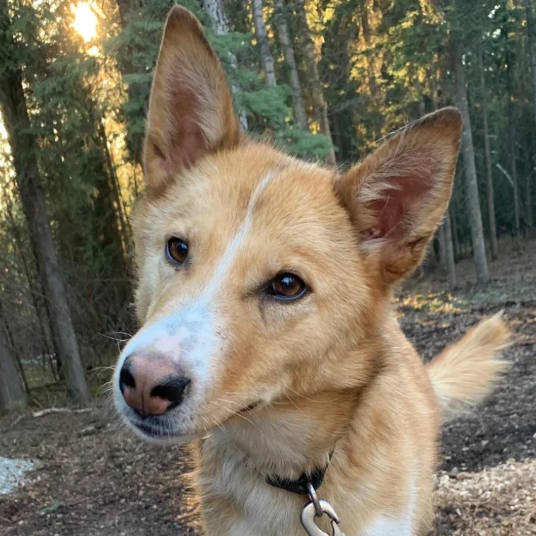 Pack — Wild Root Kennel