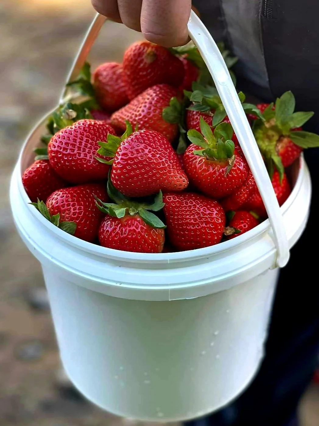 Real Fruit Cafe | Good Planet