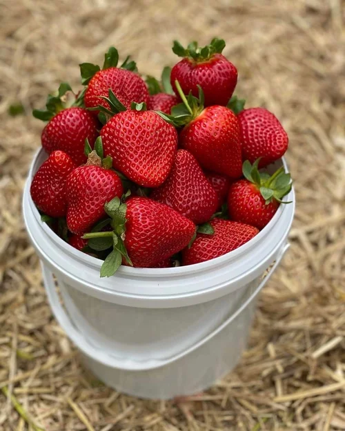 Real Fruit Cafe | Good Planet
