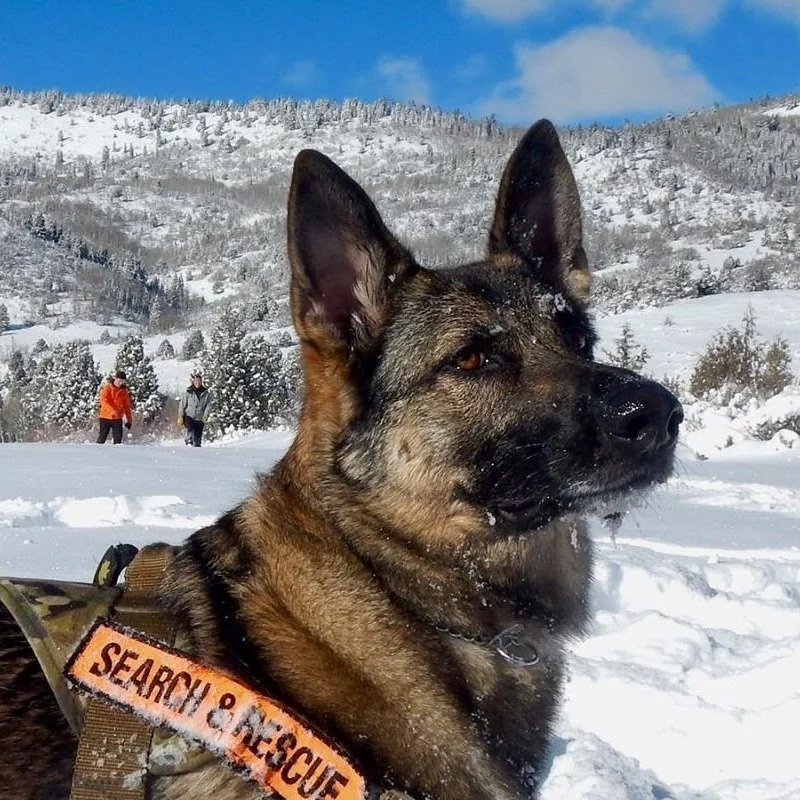 K9 team members — GREAT BASIN K9 SEARCH & RESCUE