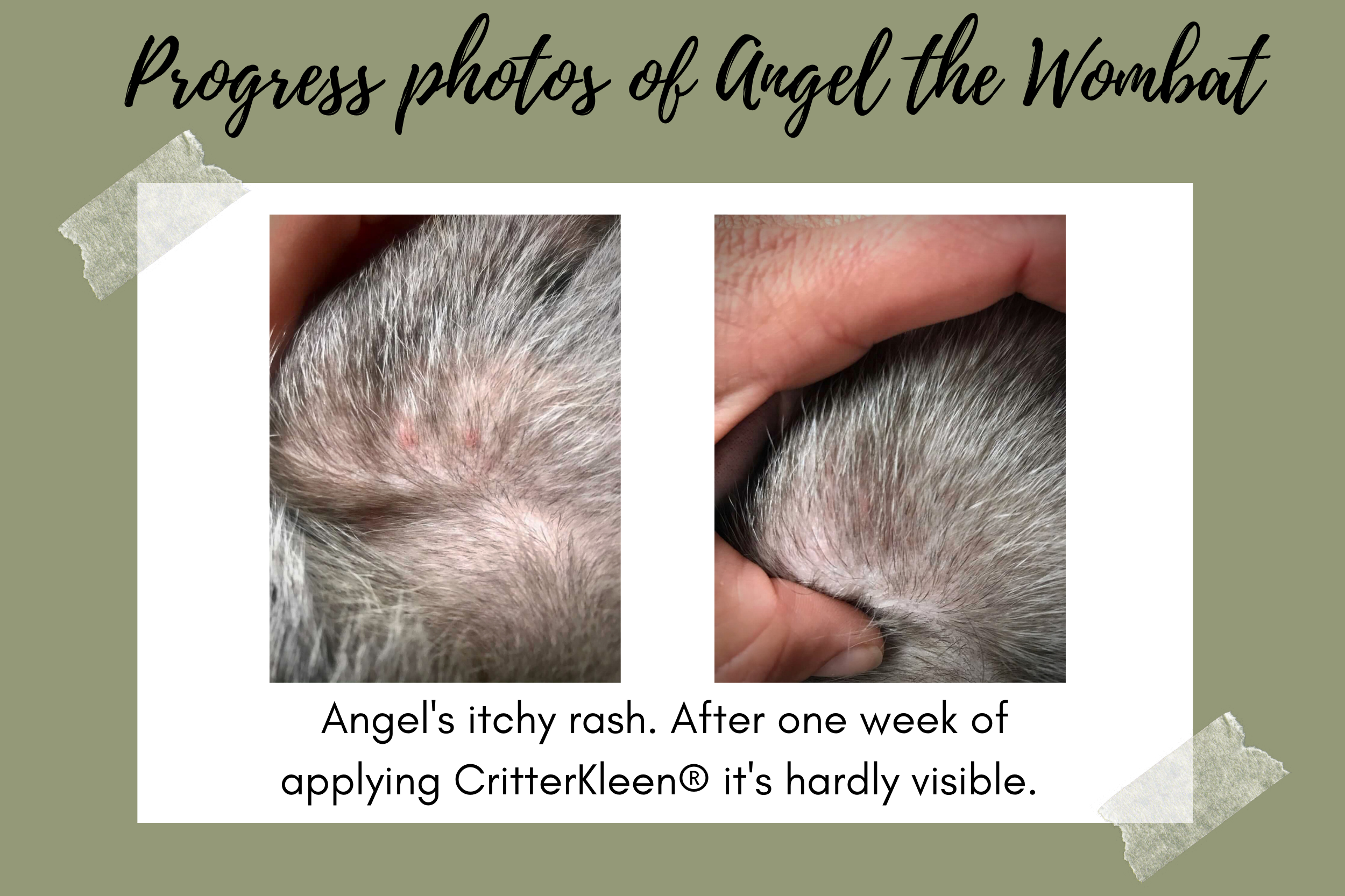 CritterKleen® — Soothing relief for animal skin rashes