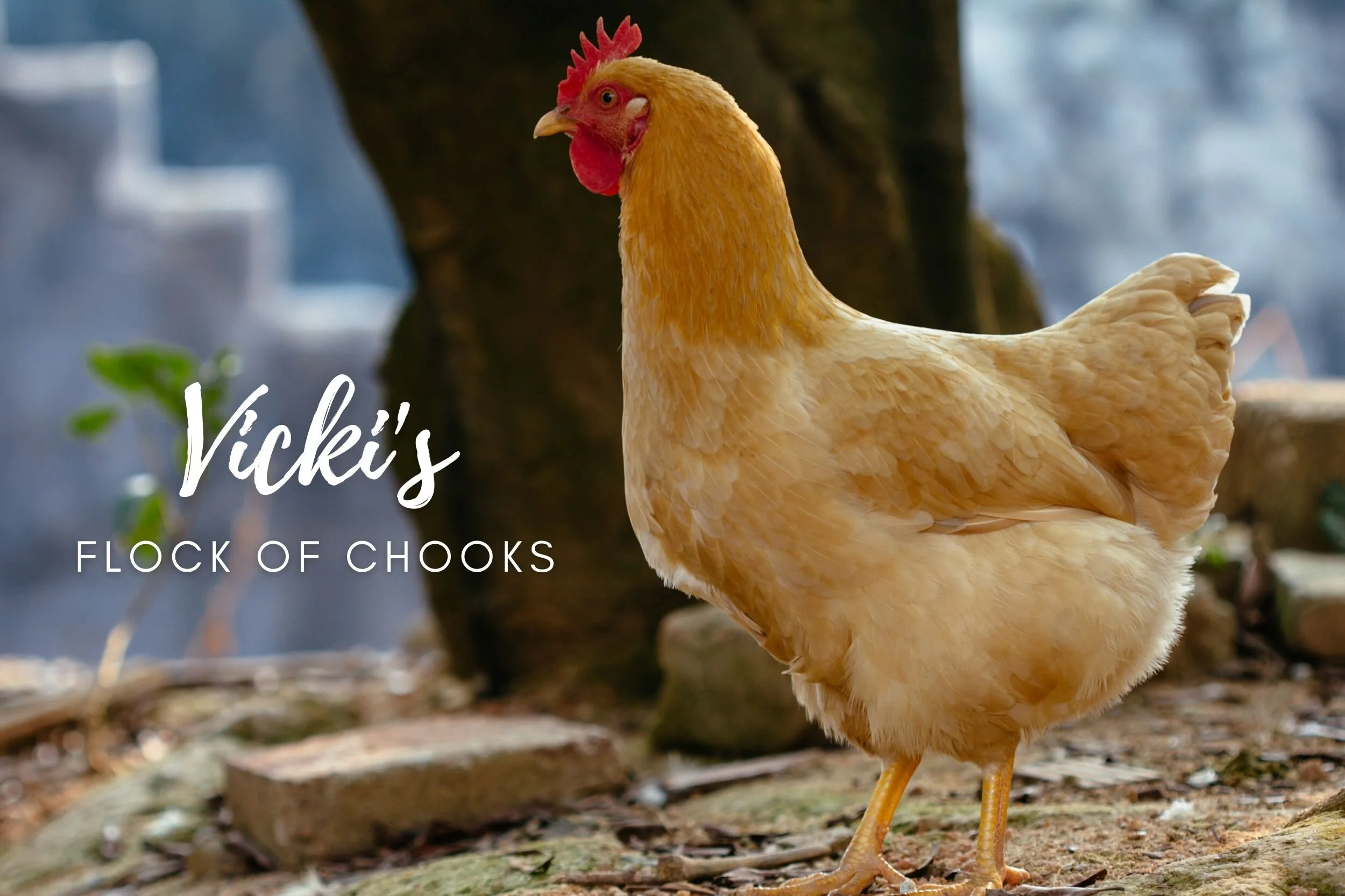 CritterKleen® — Treating chooks with scaly legs naturally