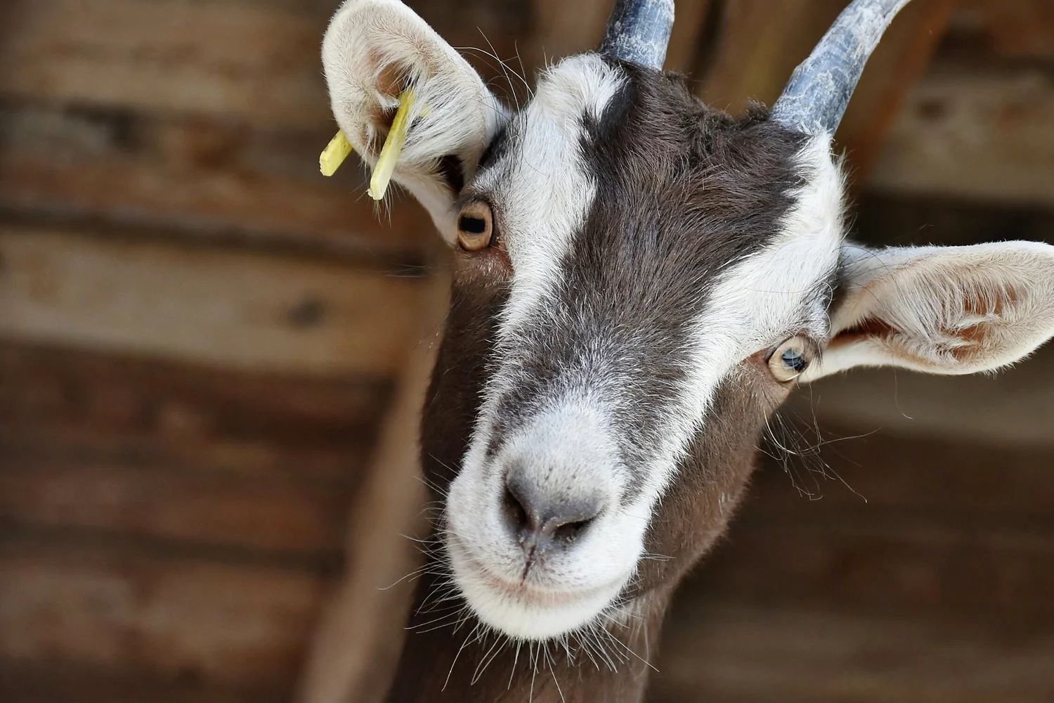 CritterKleen® - Natural Animal Skin Care Products