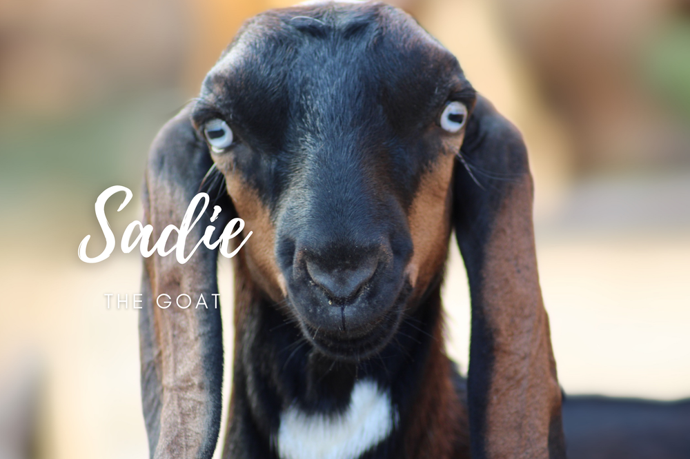 CritterKleen® — How to soothe swollen & sore goats teats