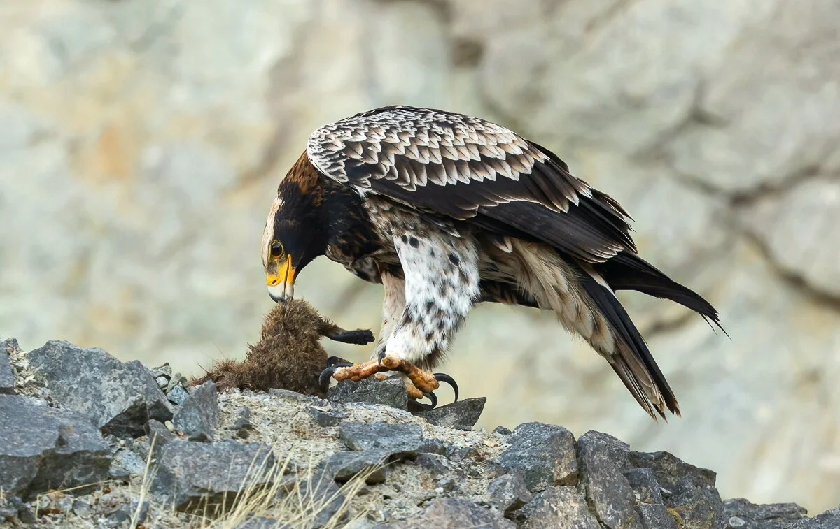 Verreaux's Eagle catching a mole - insane experience! — Mark Booysen ...
