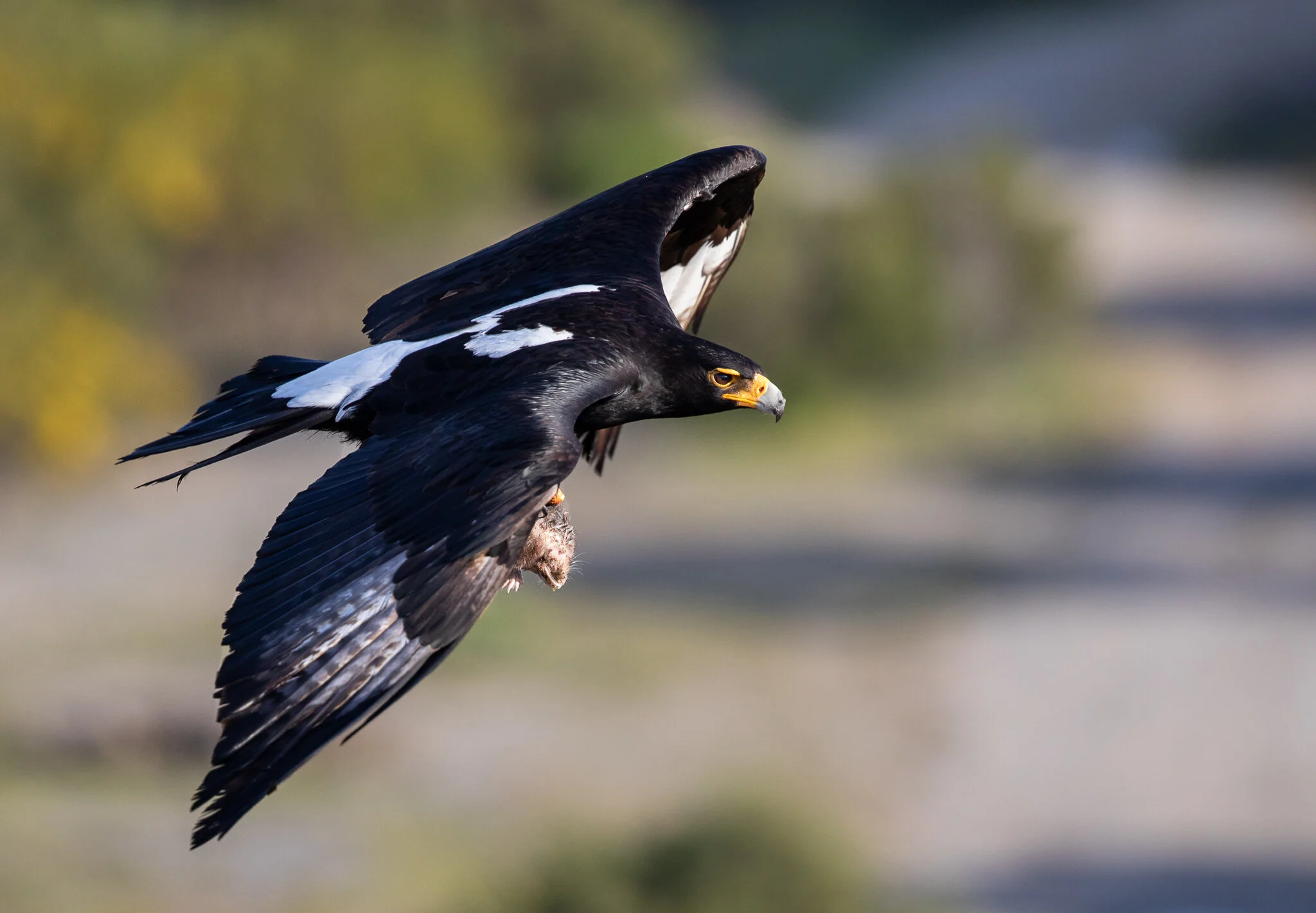 Verreaux's Eagle catching a mole - insane experience! — Mark Booysen ...