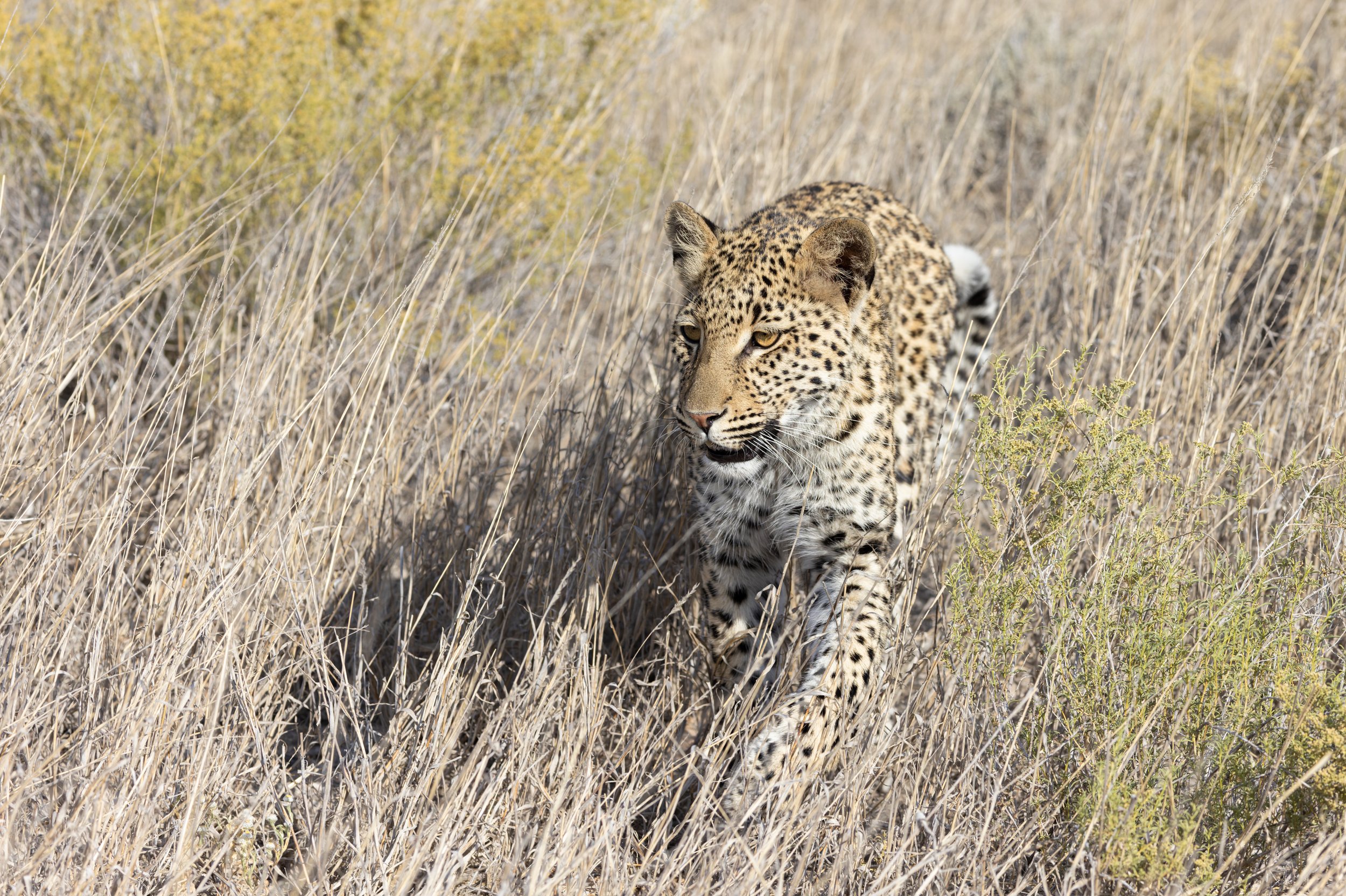 Leopard, the Spotted Predator of the Kalahari Desert — Mark Booysen ...