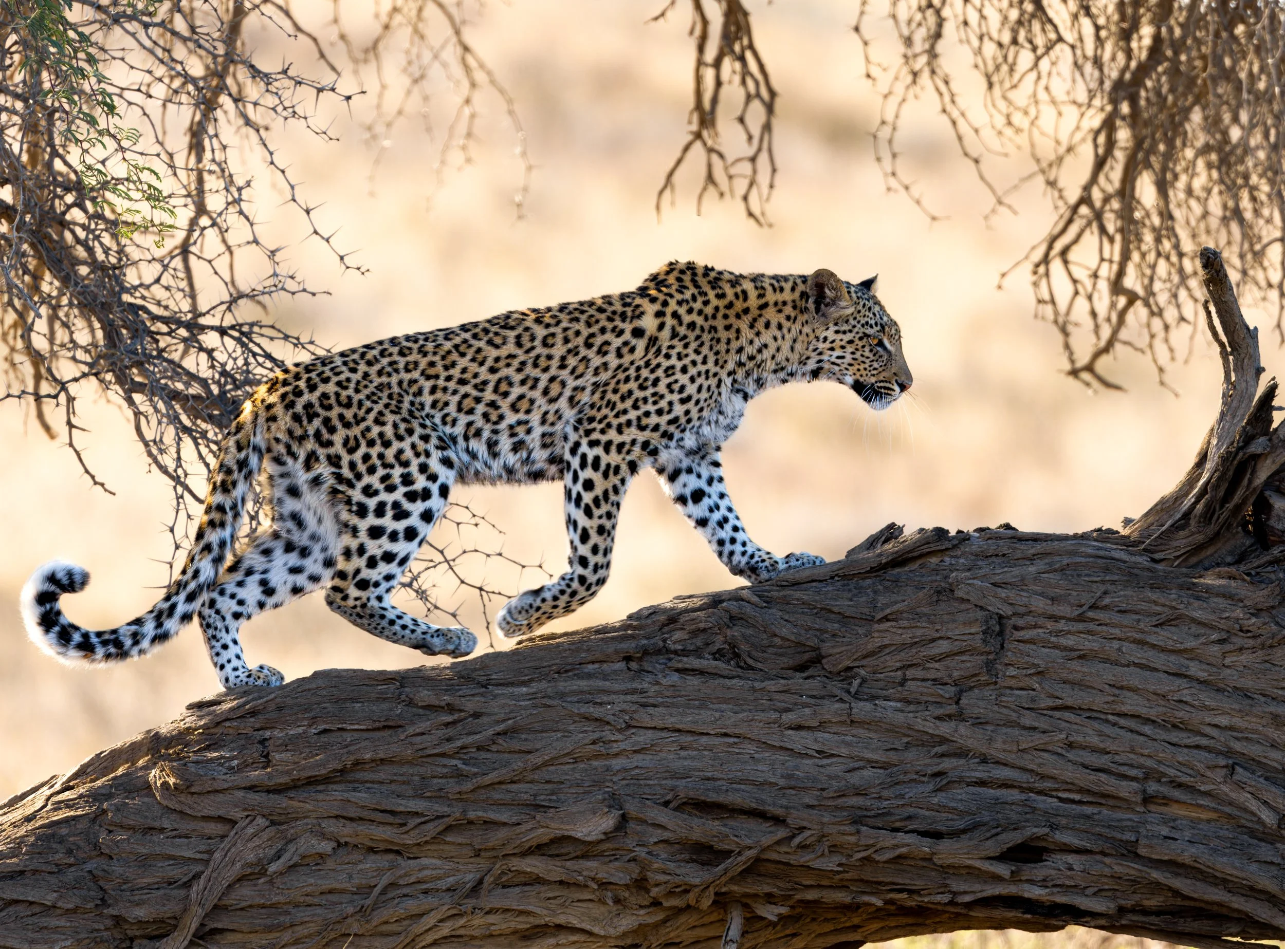 The Elusive Cat of the Kgalagadi — Mark Booysen Photography