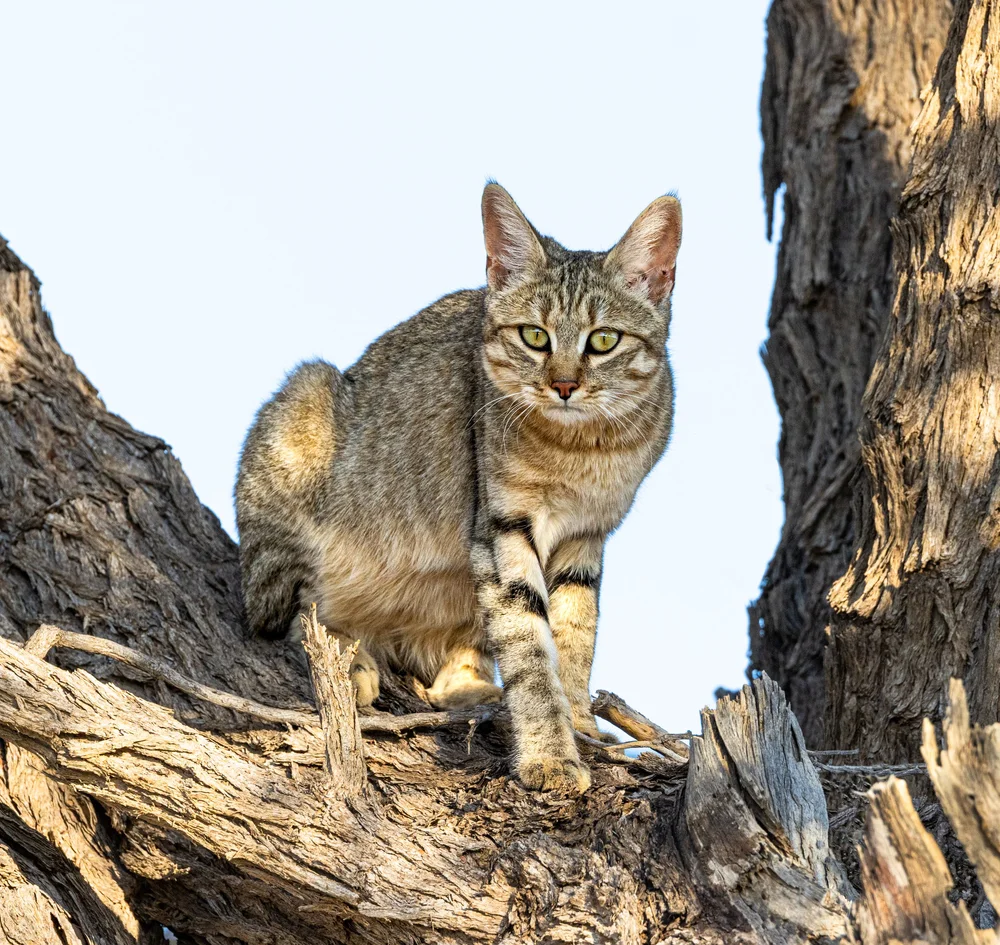 African Wild Cat - Secretive Cat of the Kalahari Desert — Mark Booysen ...