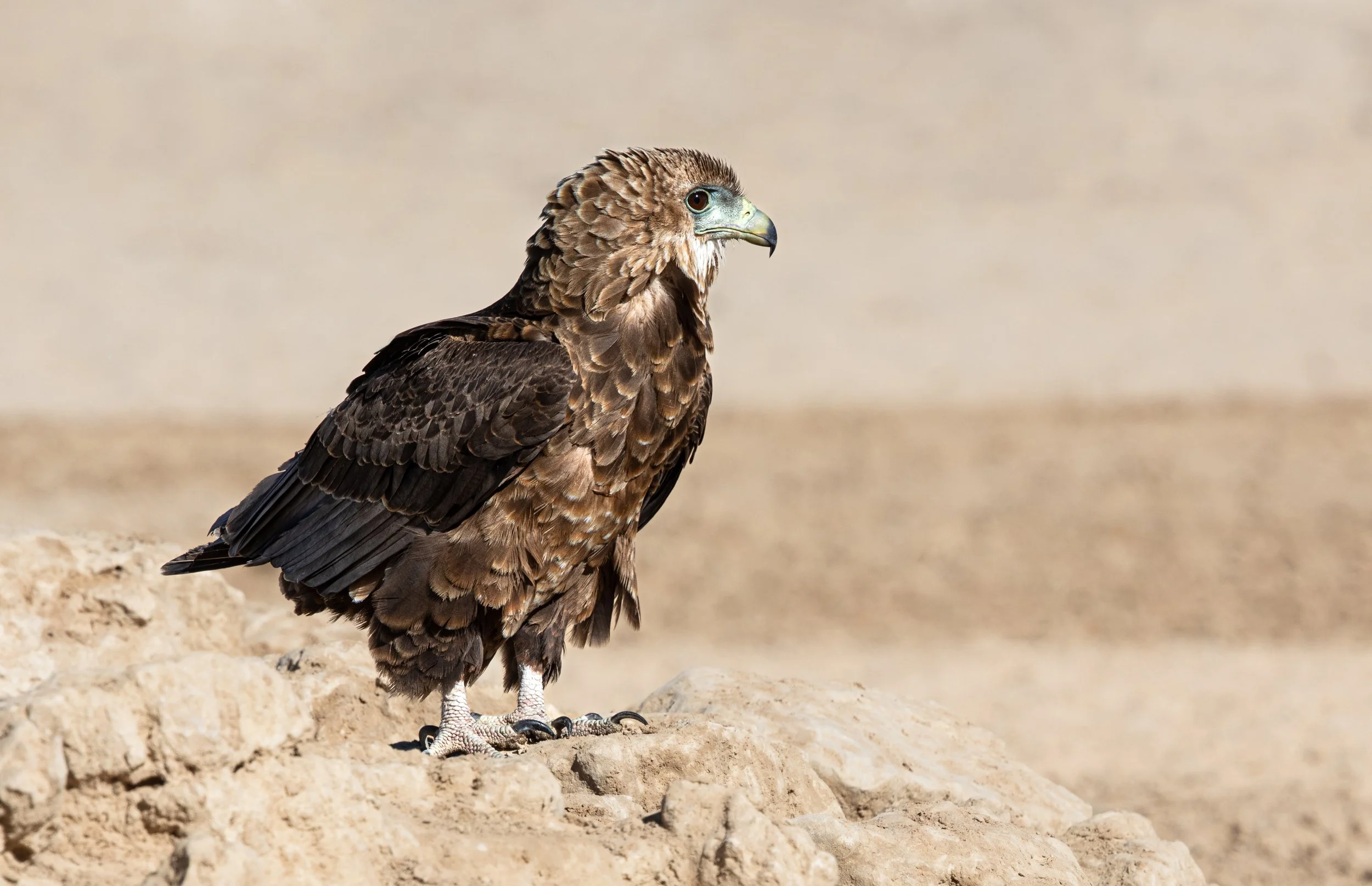 Bateleur Eagle (adult vs juvenile) - Kgalagadi Transfrontier Park ...