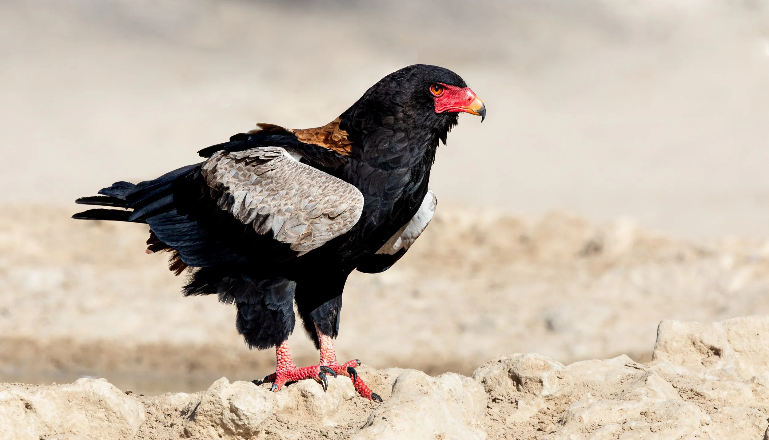 Bateleur Eagle (adult vs juvenile) - Kgalagadi Transfrontier Park — Mark Booysen Photography