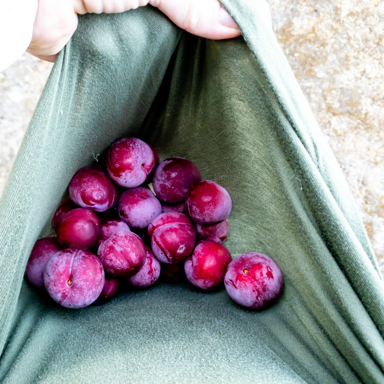 Brandied Plum Cake — Poetry & Pies
