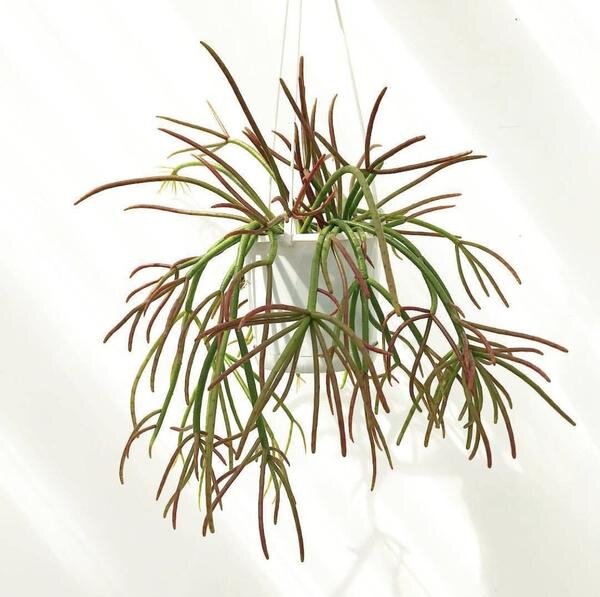 Indoor Plants — Town & Country Balwyn