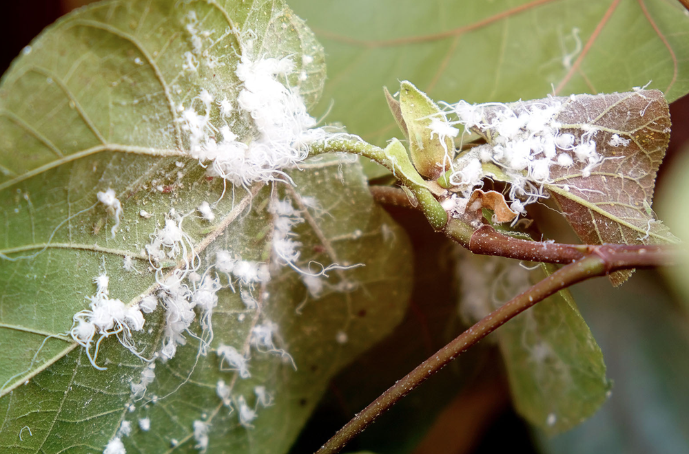 Uninvited Guests: Dealing with Insects and Bugs and Infestations in ...