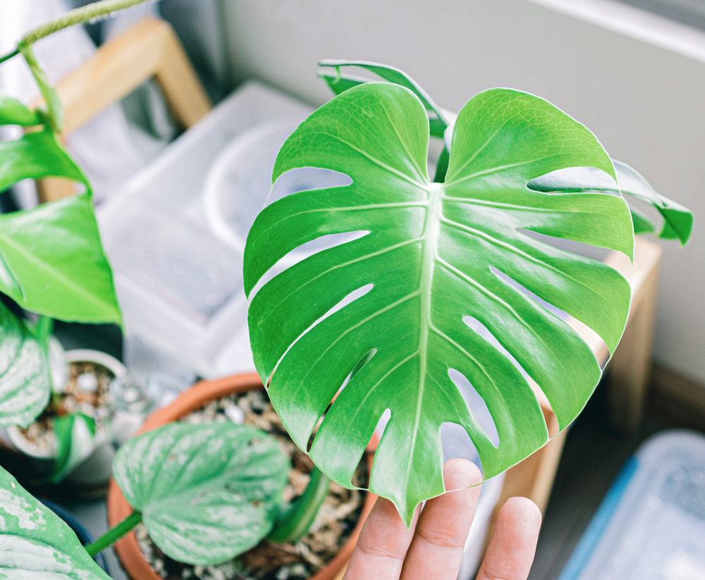 Unlock Monstera Deliciosa Secrets for Stunning Indoor House Plants with ...