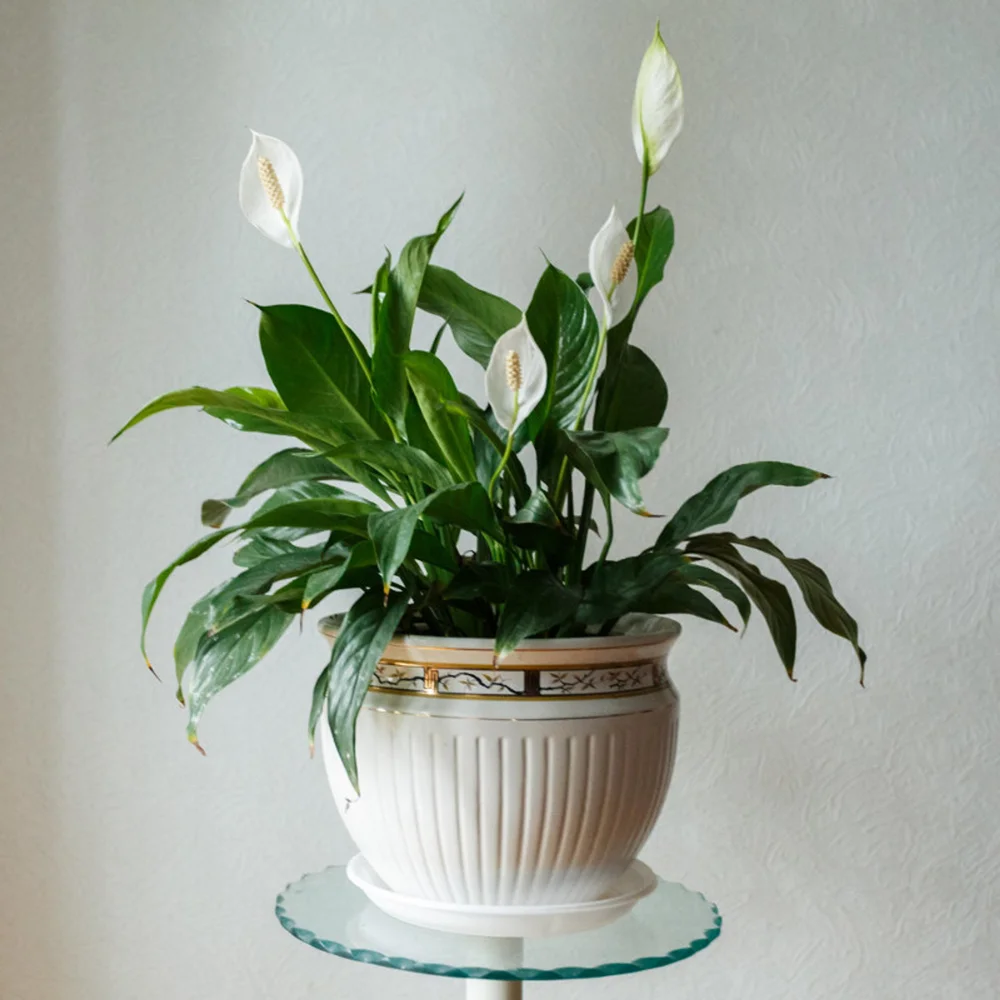 10 Best Indoor House Plants to Get Started As An Indoor House Plant ...