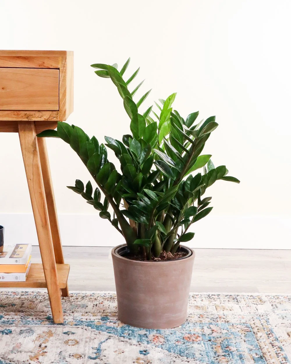10 Best Indoor House Plants to Get Started As An Indoor House Plant ...