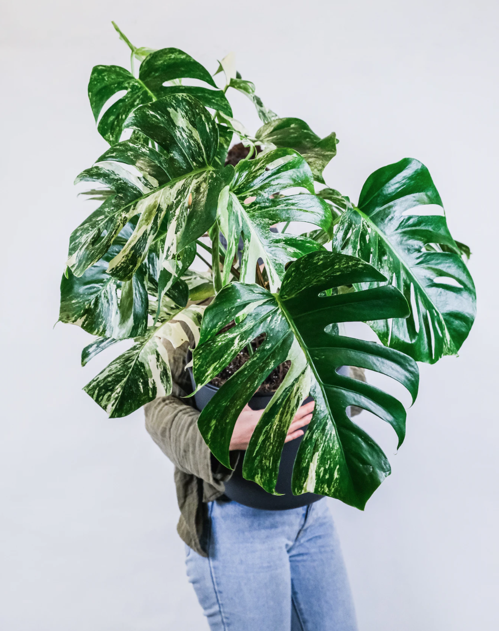 Unlock Monstera Deliciosa Secrets for Stunning Indoor House Plants with ...