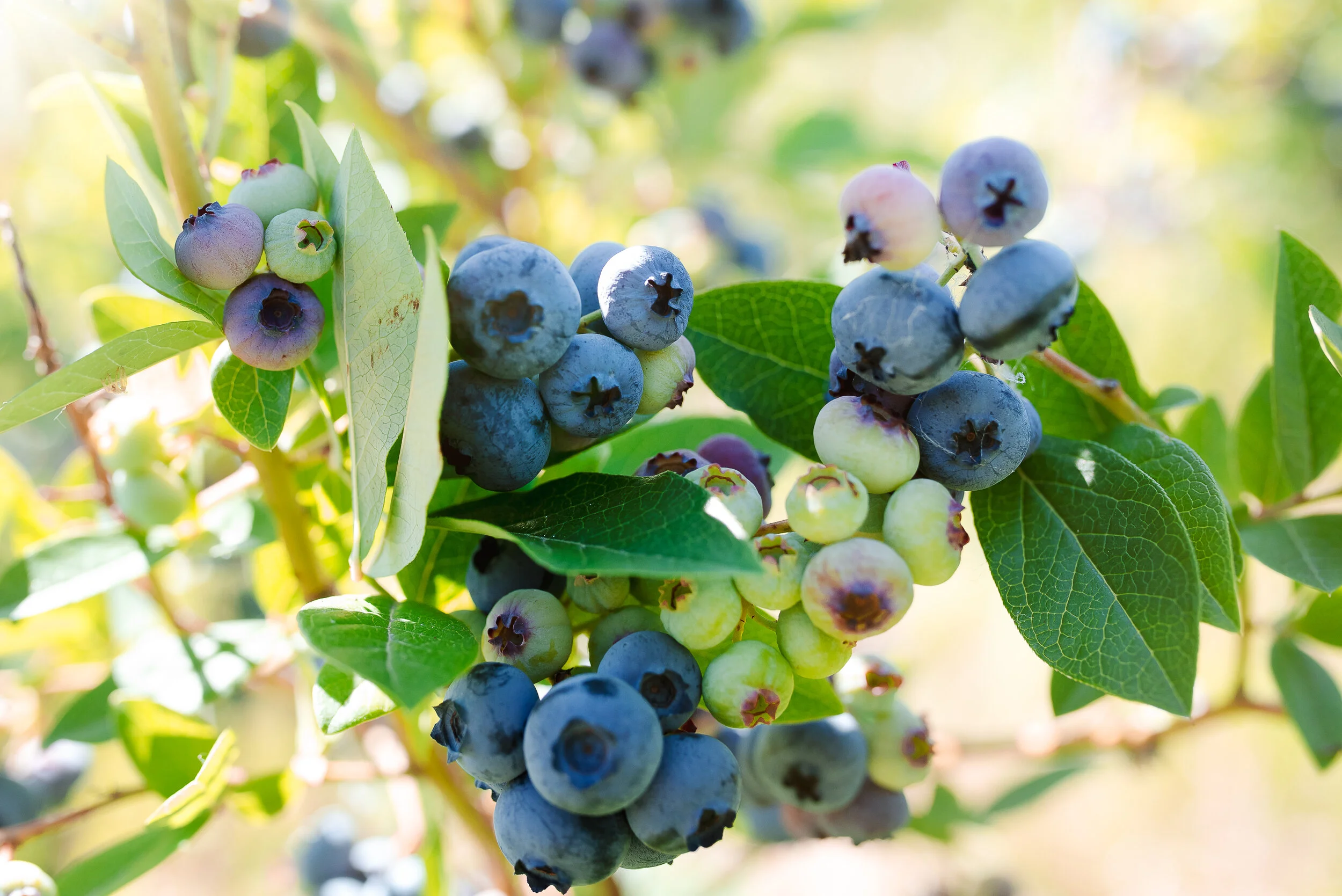 What's in Season — North Arm Farm