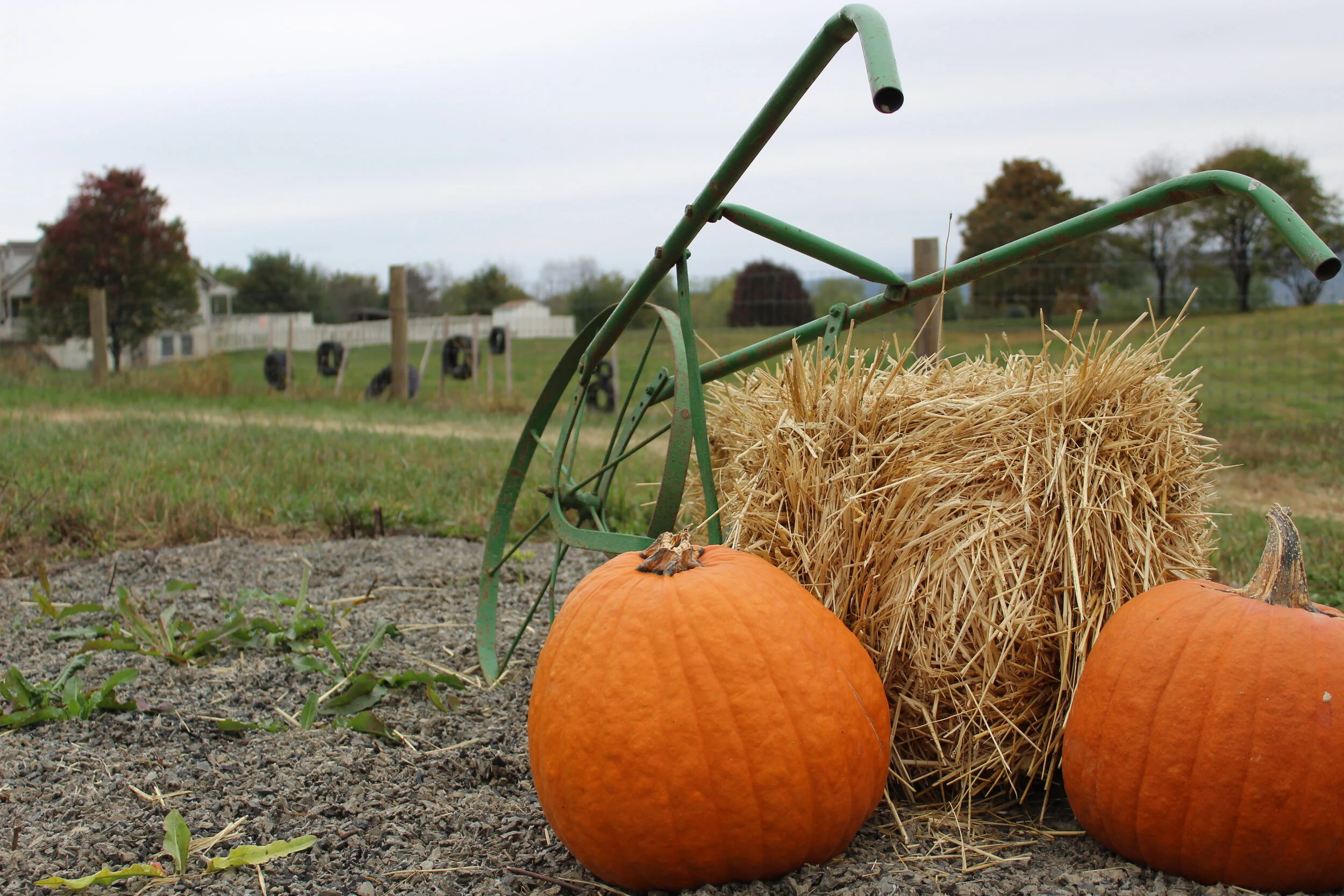 Patchwork Pumpkin Farm