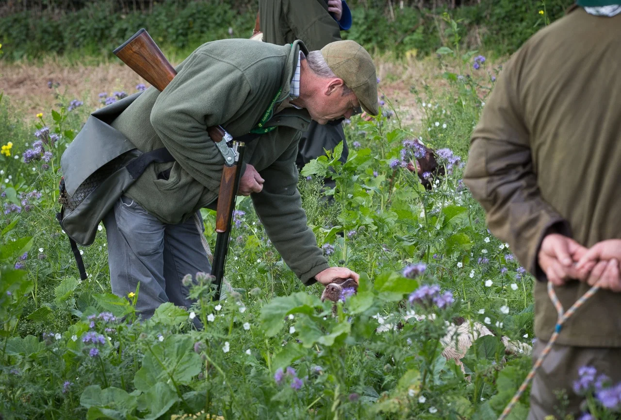 Bucklawren gundogs. Training for all gundogs from basic obedience to ...