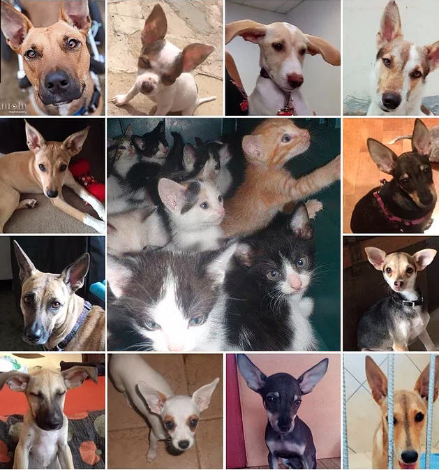 Dogs and Cats of the Dominican Republic