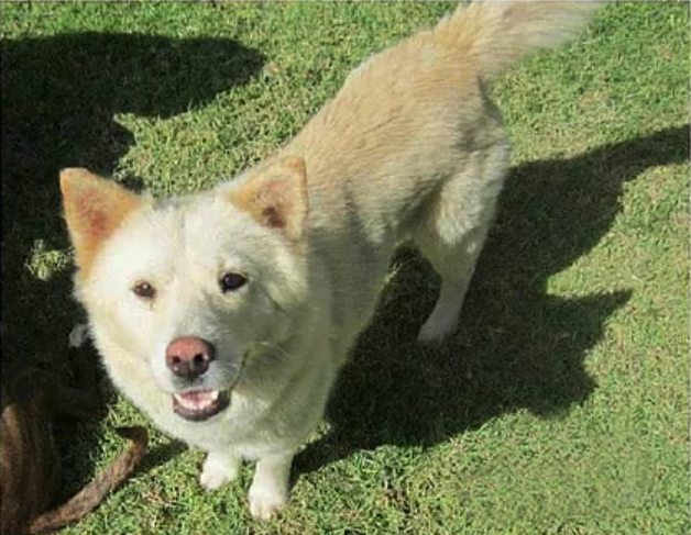 Stories — Dogs and Cats of the Dominican Republic
