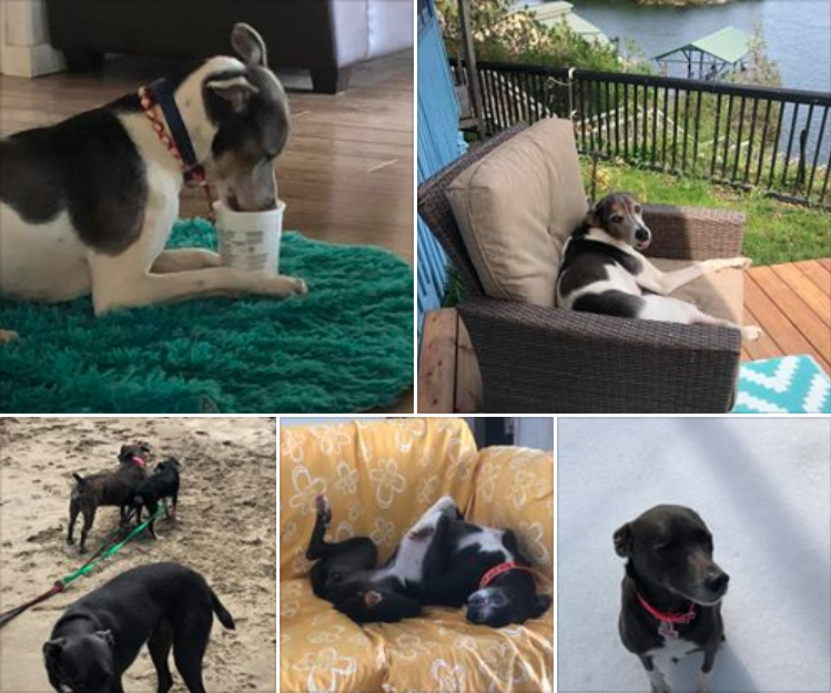 Stories — Dogs and Cats of the Dominican Republic