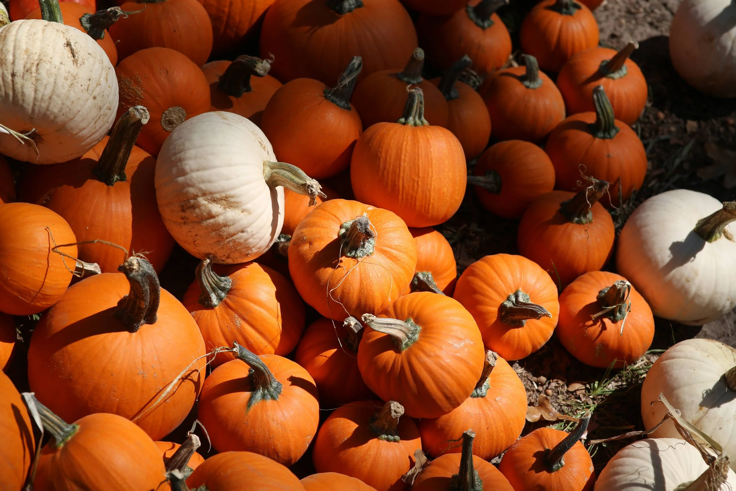 Events — Memorial Drive United Methodist Church