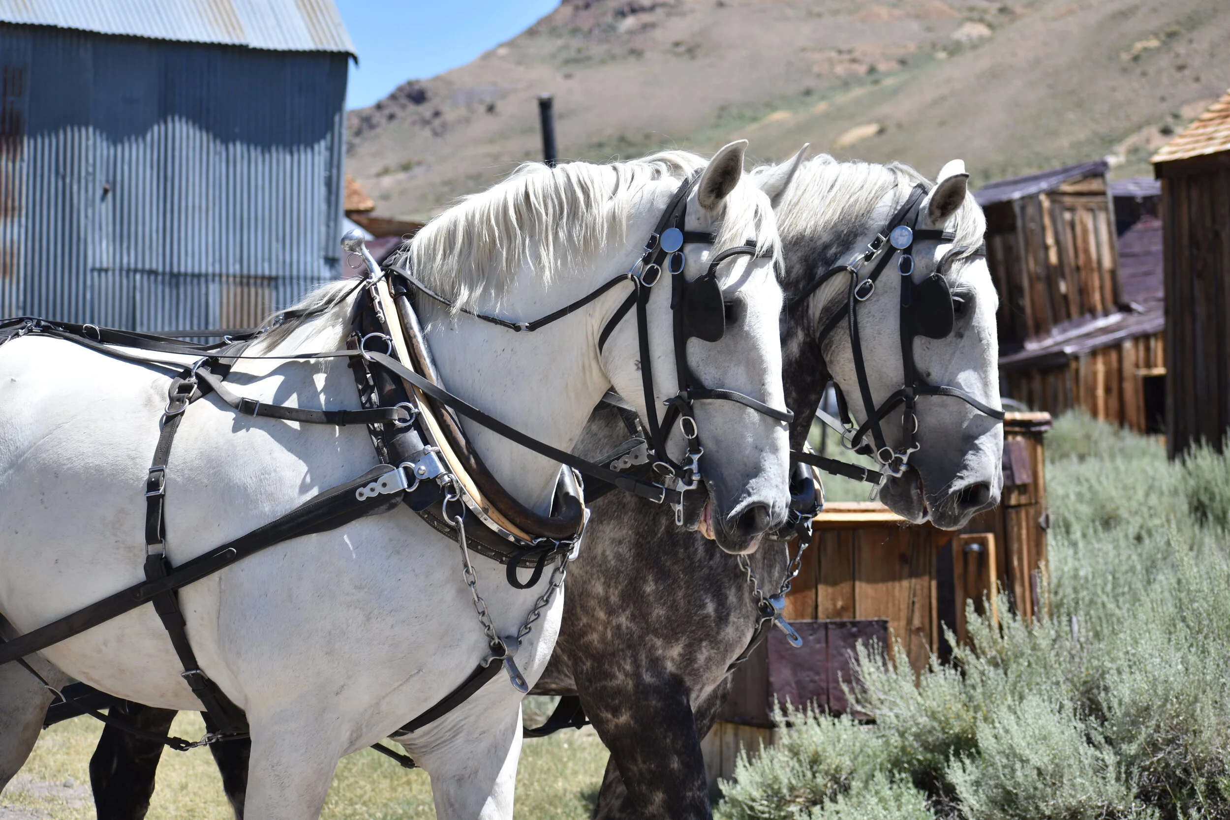 Bodie Foundation Friends of Bodie Day in Bodie State Historic Park ...