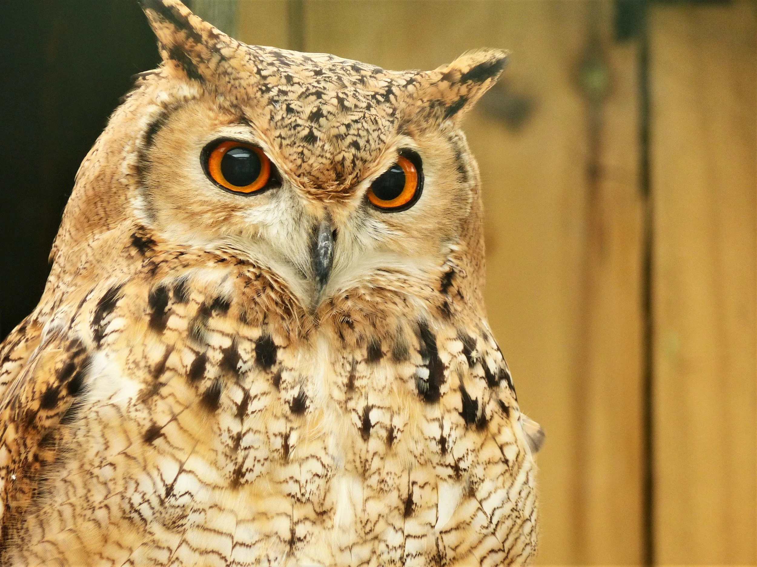 Owl Gallery — The Scottish Owl Shop