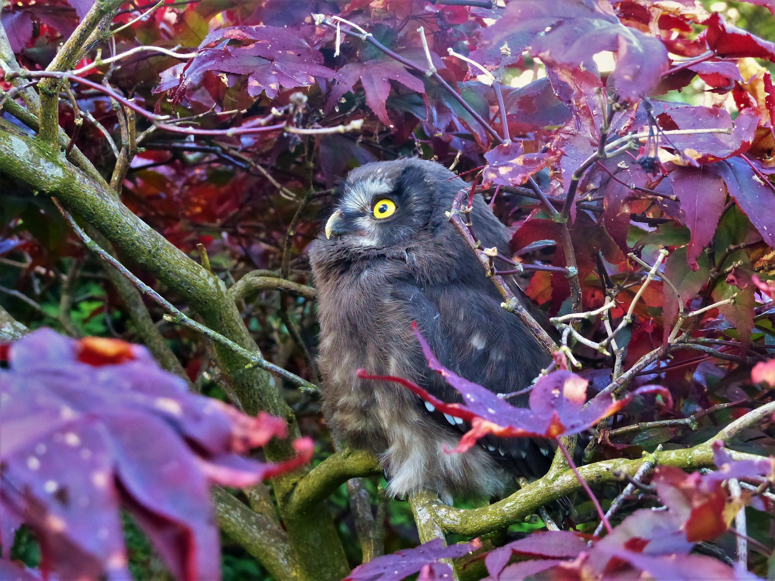 Owl Gallery — The Scottish Owl Shop