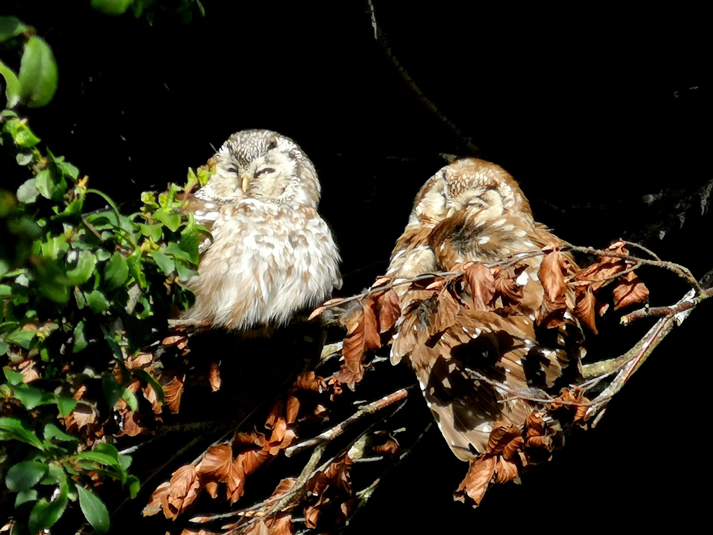 Owl Gallery — The Scottish Owl Shop