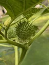 Devil's Trumpet — My Gardening Habit