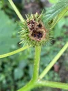 Devil's Trumpet — My Gardening Habit