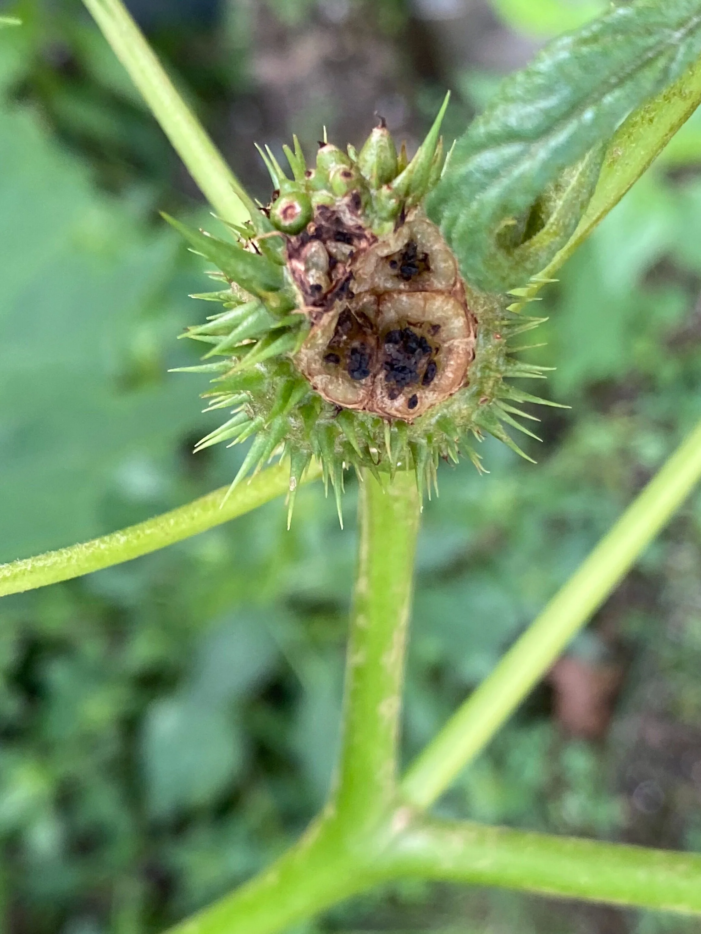 Devil's Trumpet — My Gardening Habit