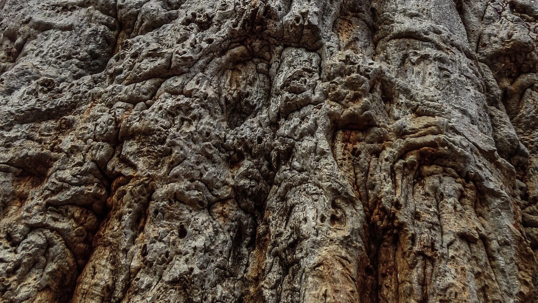 The Witness Tree Institute of Ghana